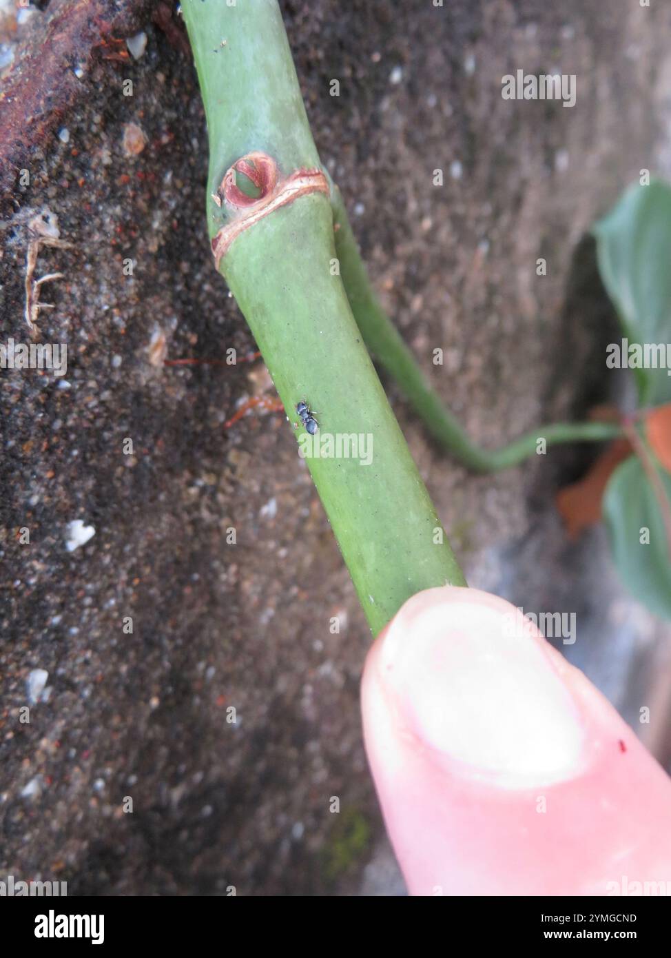 Turtle Ants (Cephalotes Stock Photo - Alamy