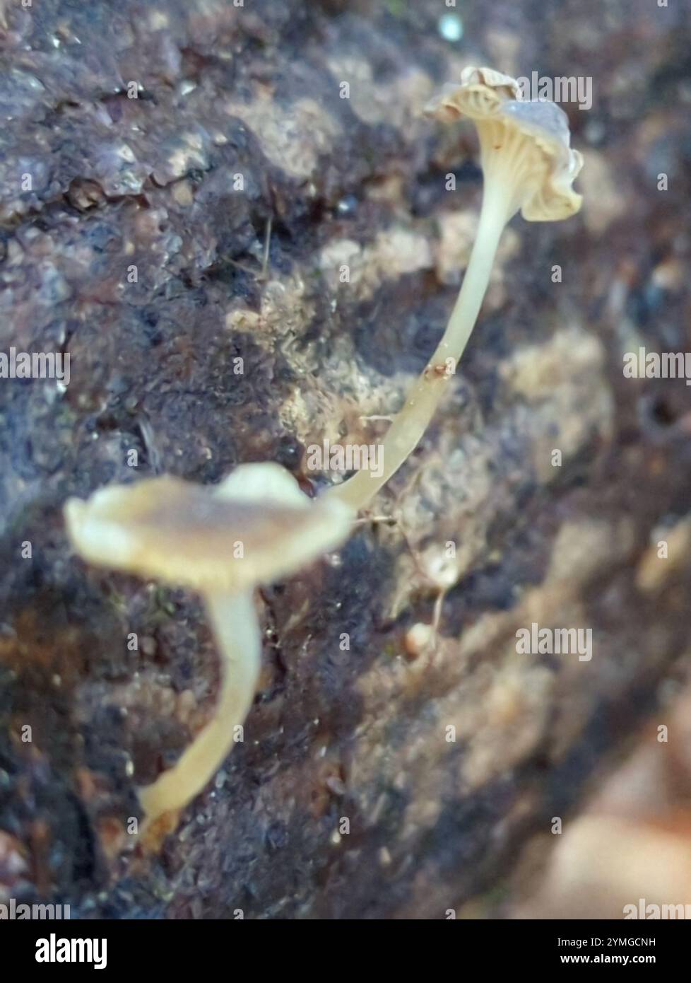 Phloeomana hi-res stock photography and images - Alamy