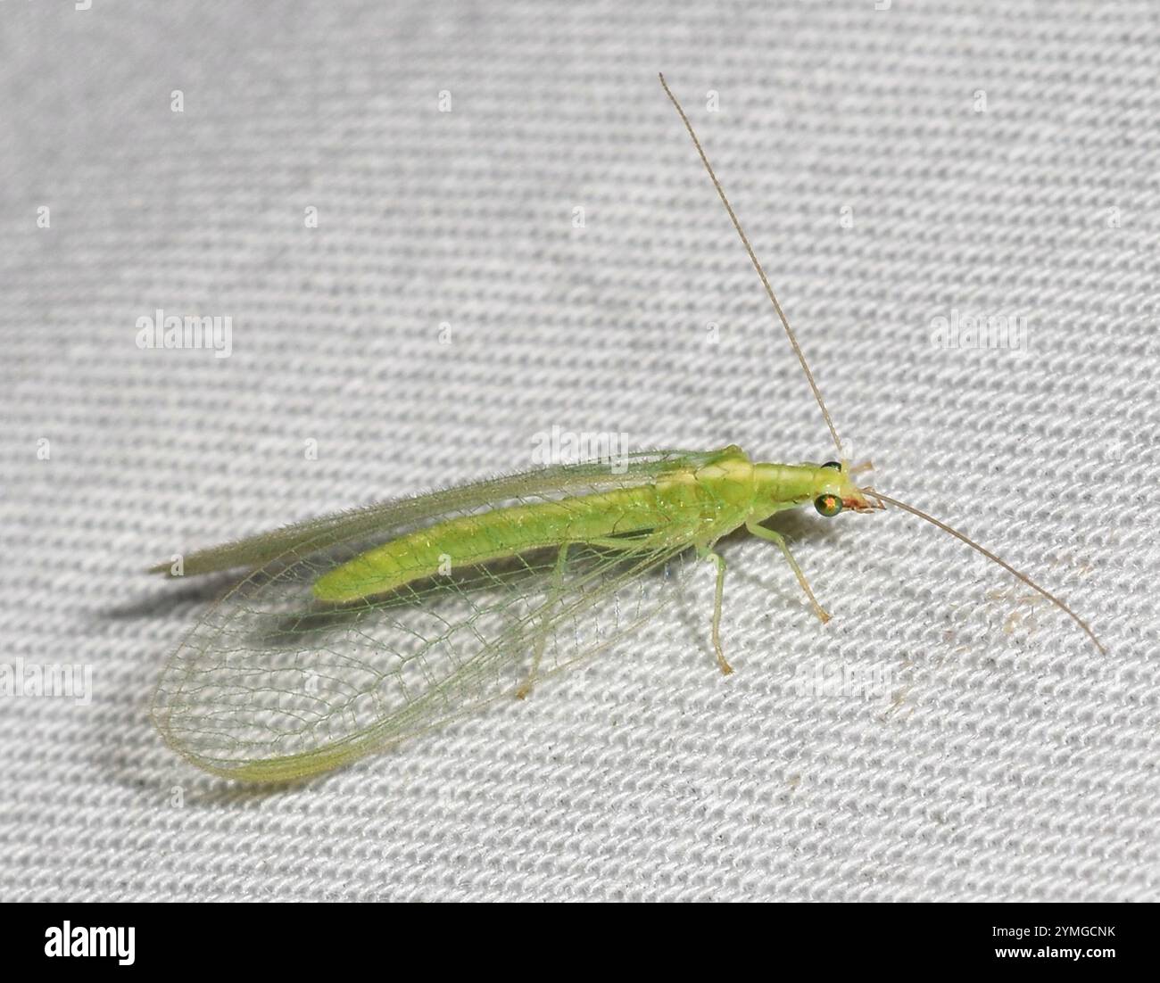 common green lacewings (Chrysoperla Stock Photo - Alamy