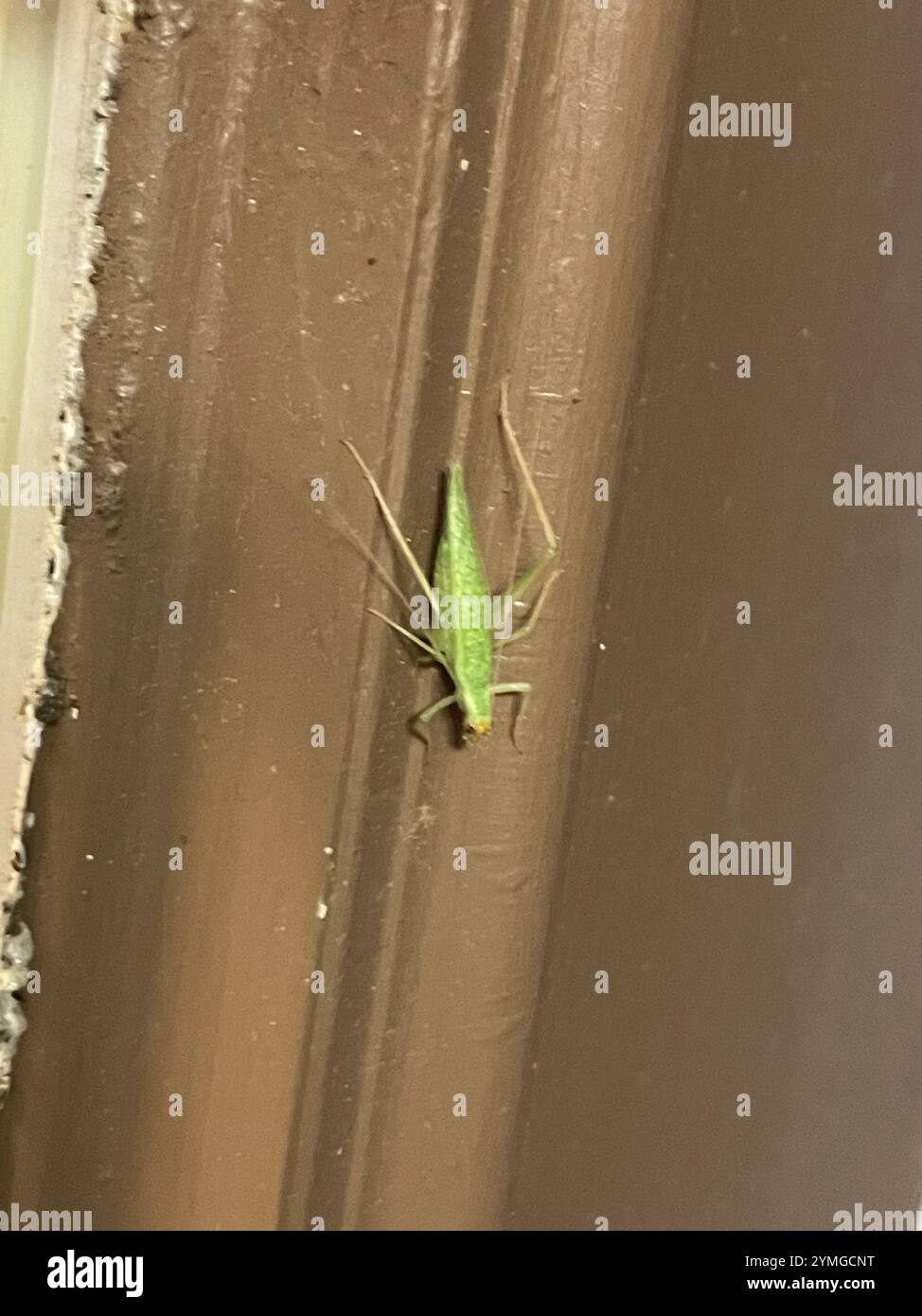 Common Tree Crickets (Oecanthus Stock Photo - Alamy