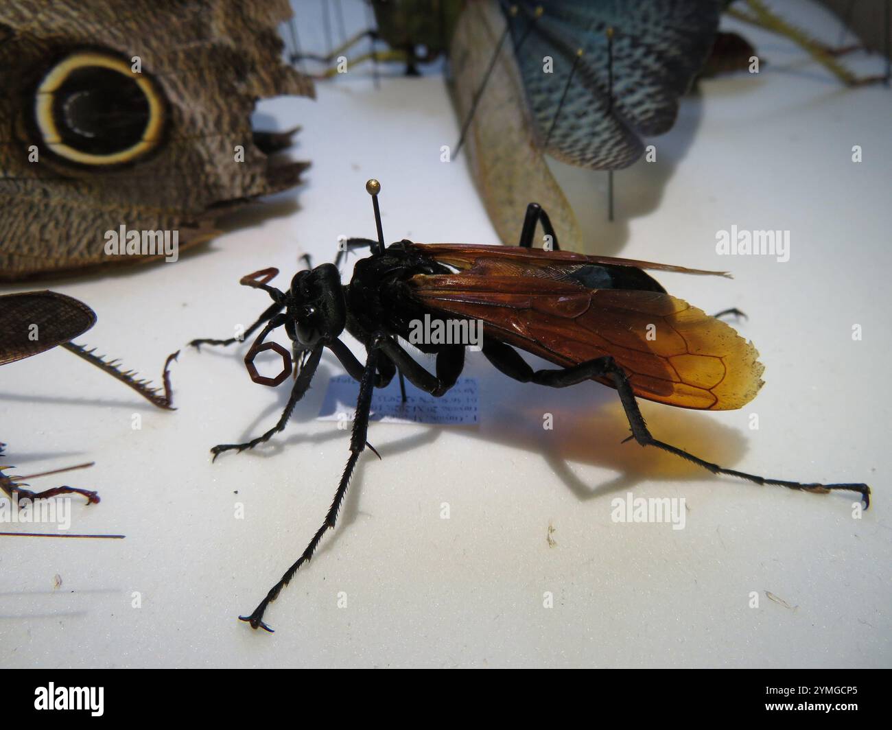 New World Tarantula-hawk Wasps (Pepsis Stock Photo - Alamy