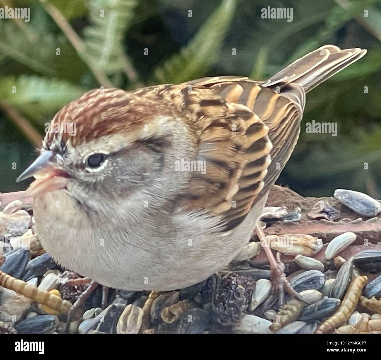 Chipping Sparrow (Spizella passerina Stock Photo - Alamy
