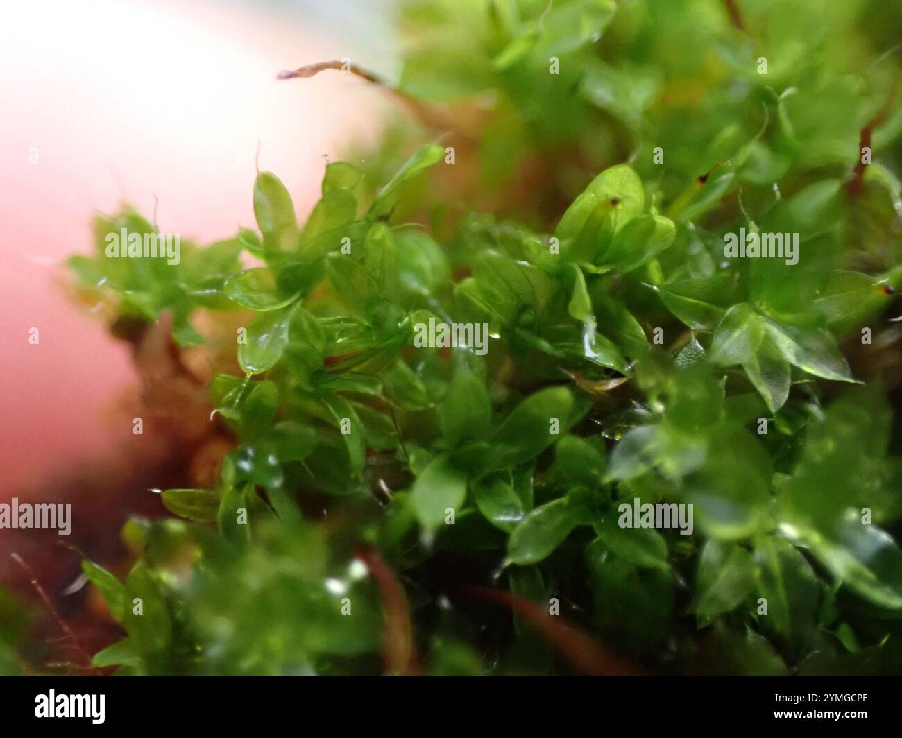 Wall Screw-moss (Tortula muralis Stock Photo - Alamy