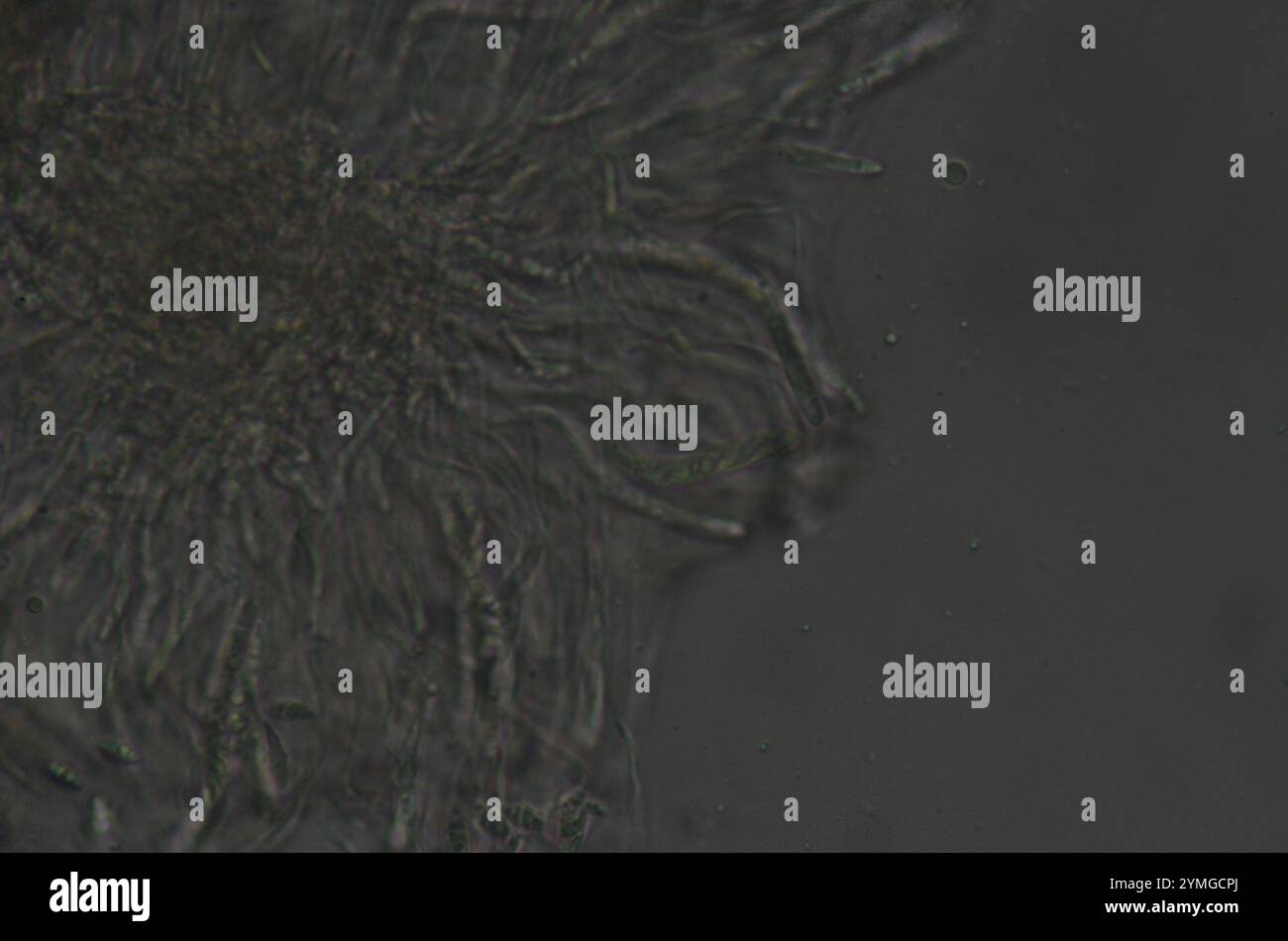 Pink Dimple Lichen (Coenogonium pineti Stock Photo - Alamy