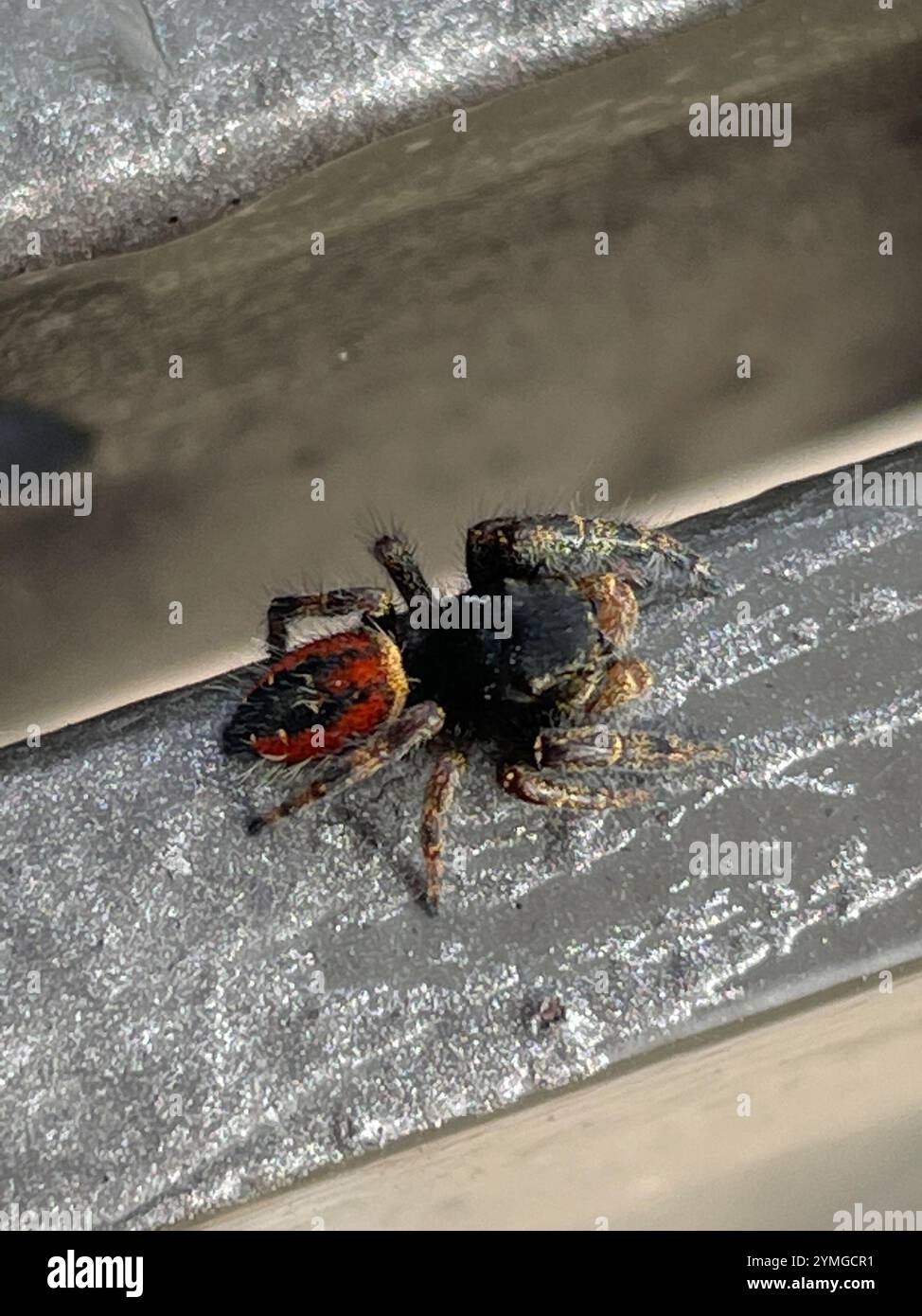 Johnson's Jumping Spider (Phidippus johnsoni Stock Photo - Alamy