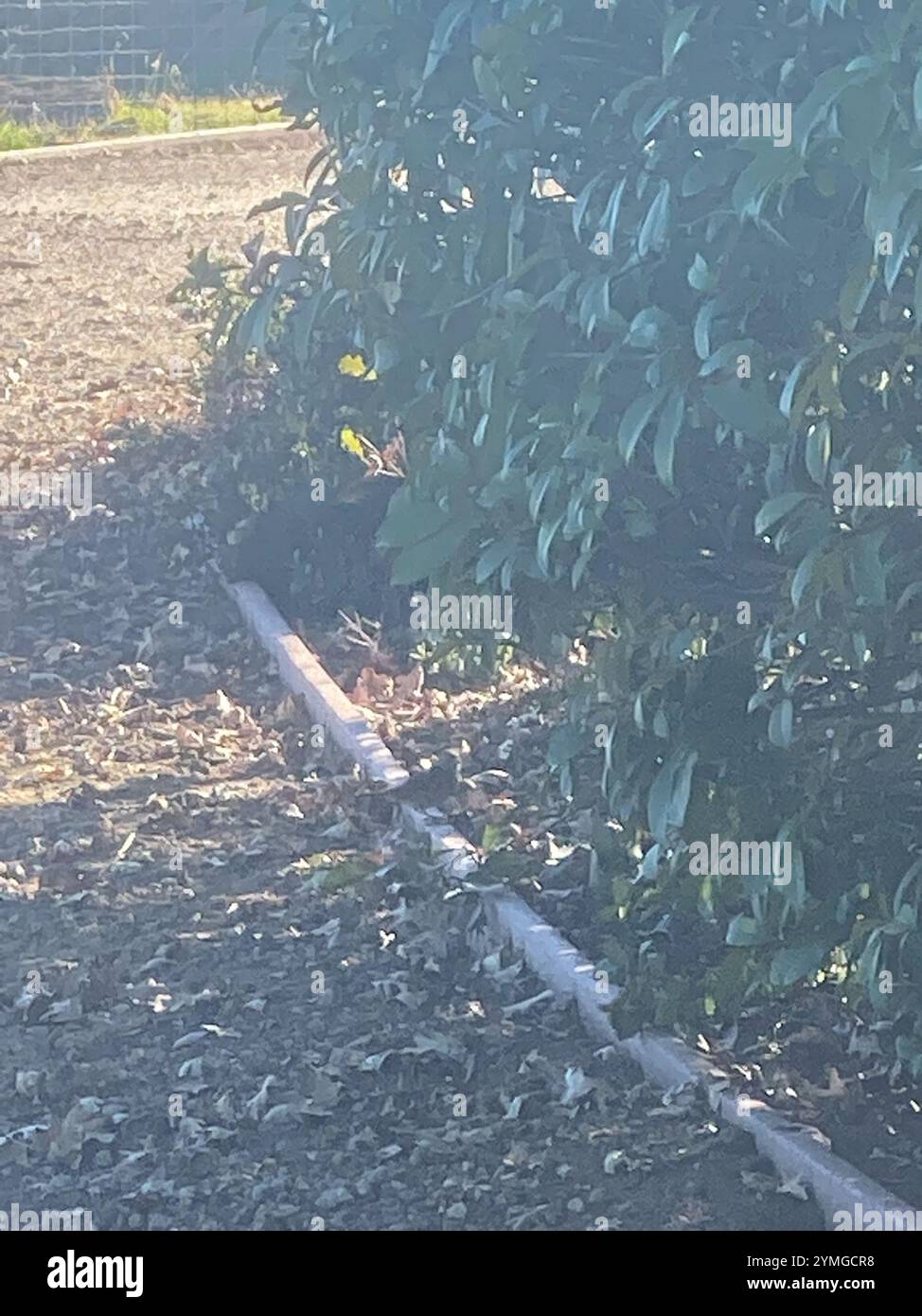 New World Sparrows (Passerellidae Stock Photo - Alamy