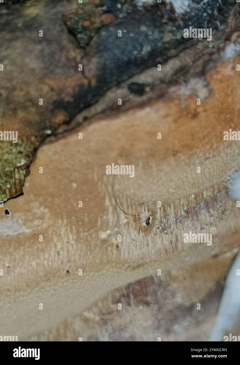 Lundellii hi-res stock photography and images - Alamy