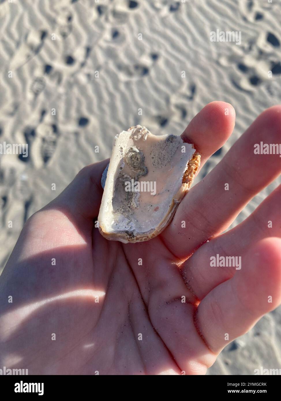 Turkey Wing (Arca zebra Stock Photo - Alamy