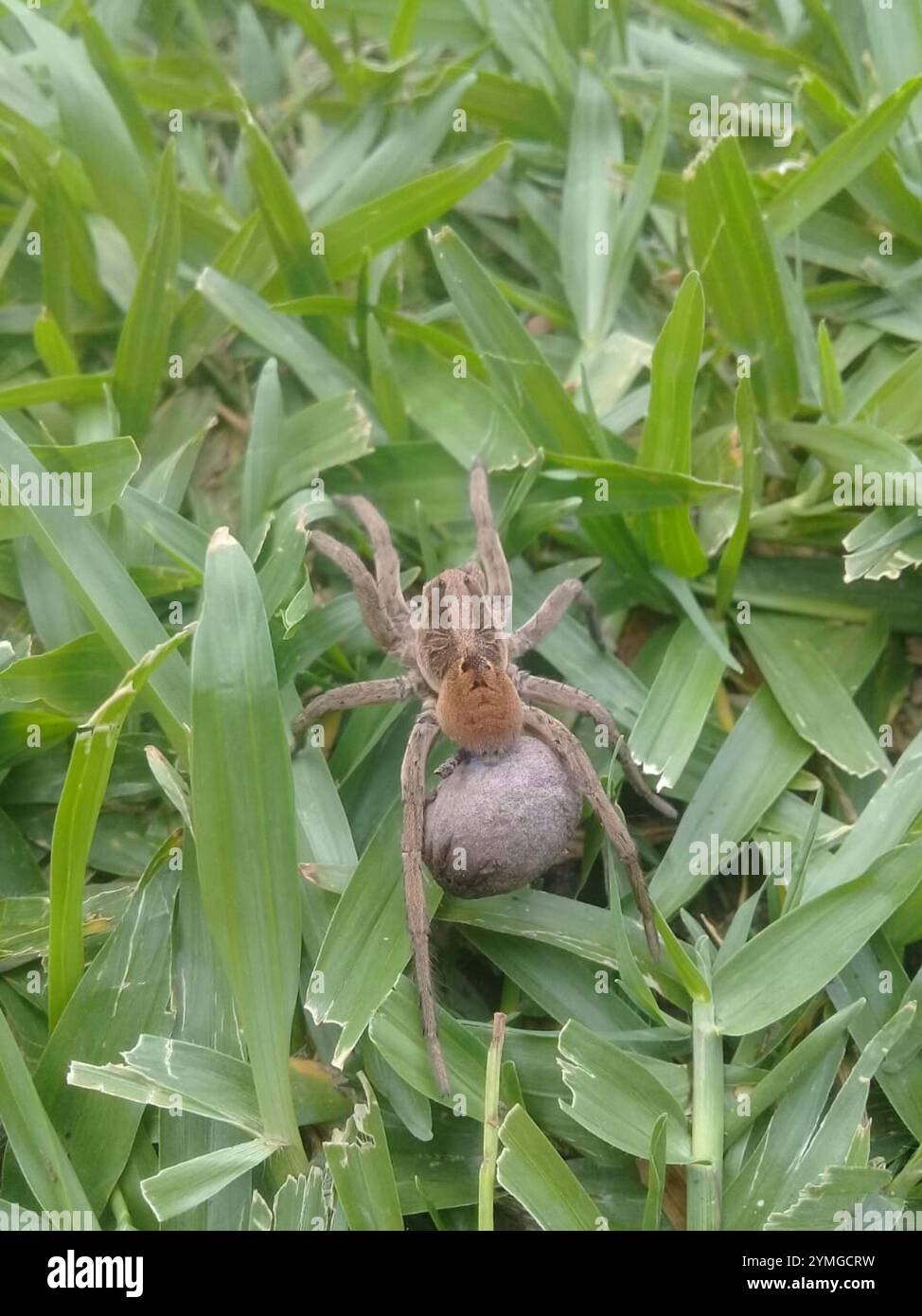 Lycosa erythrognatha hi-res stock photography and images - Alamy