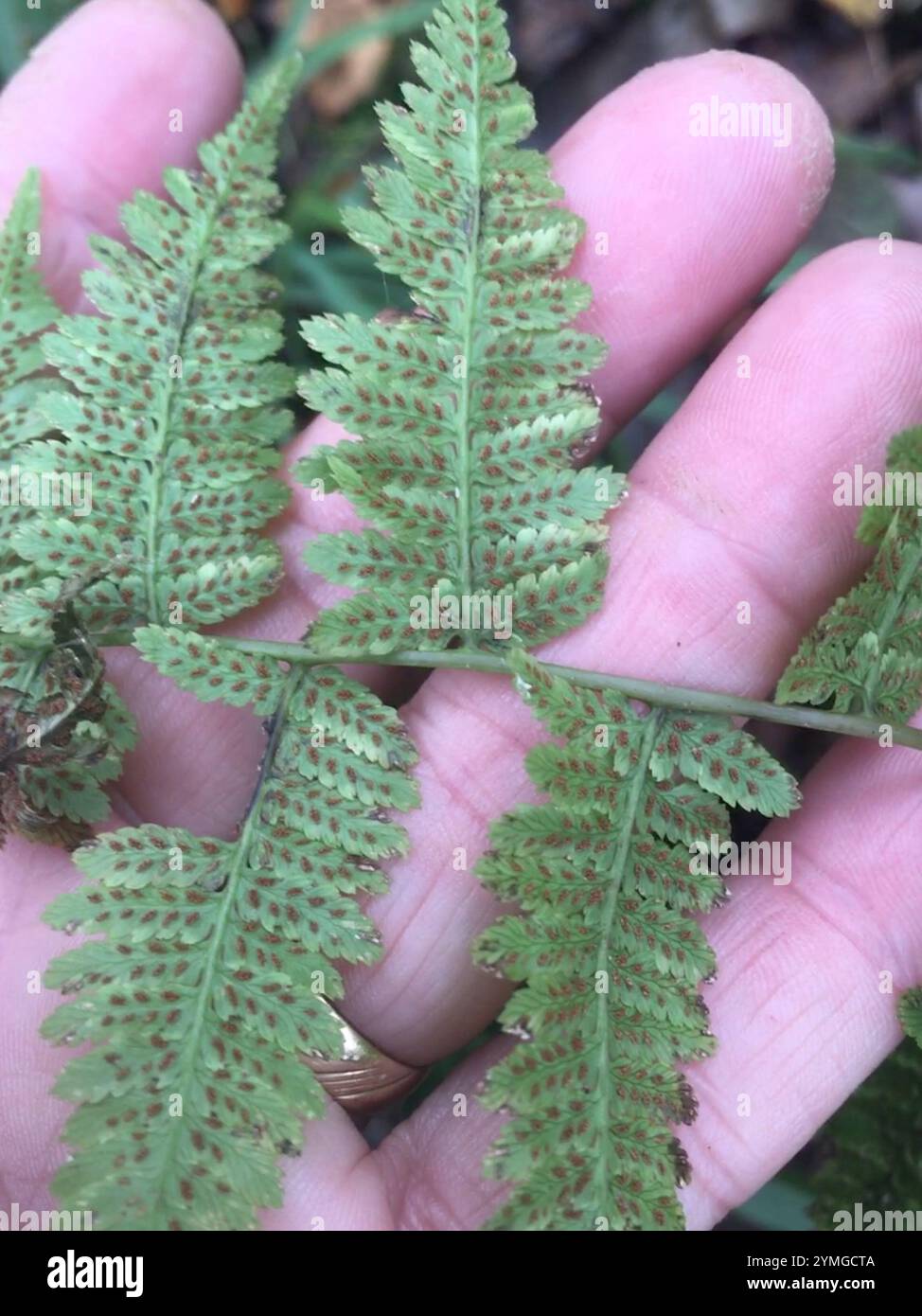 southern lady fern (Athyrium asplenioides Stock Photo - Alamy