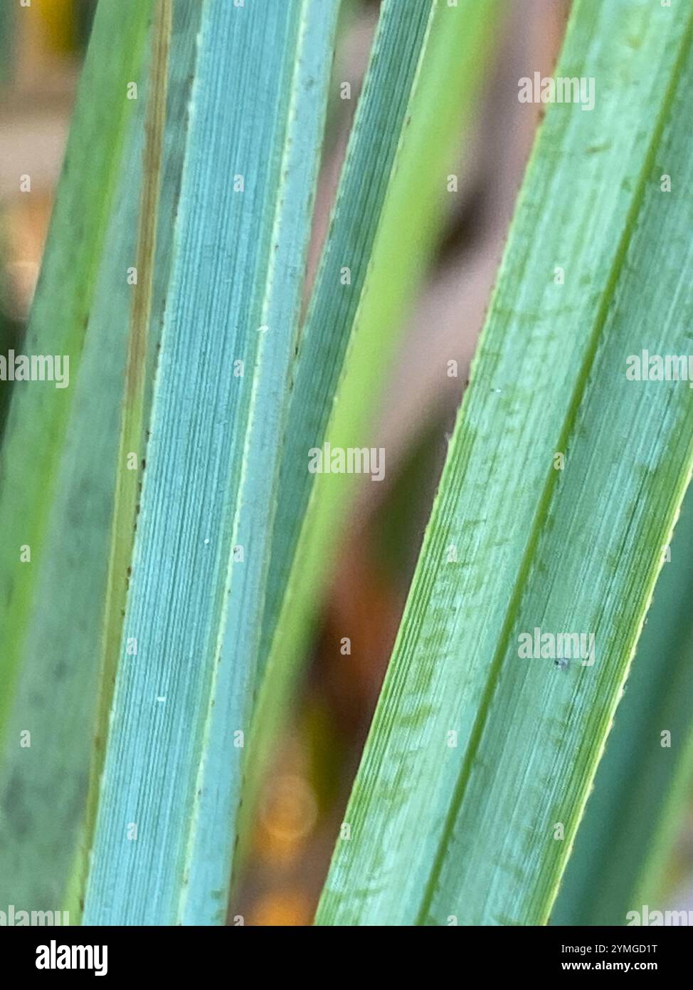 Jamaica swamp sawgrass (Cladium mariscus jamaicense Stock Photo - Alamy