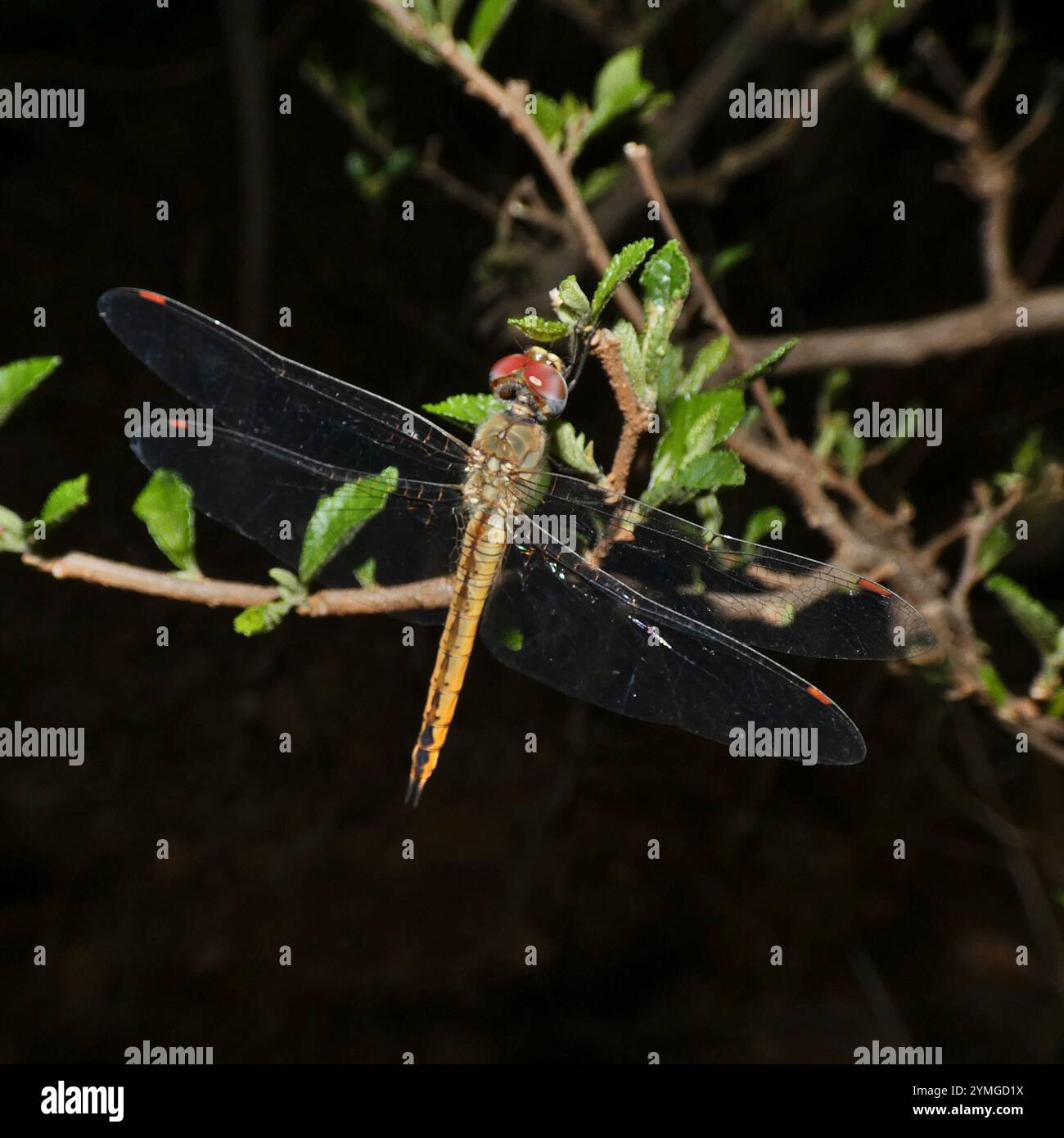 Wandering Glider (Pantala flavescens Stock Photo - Alamy