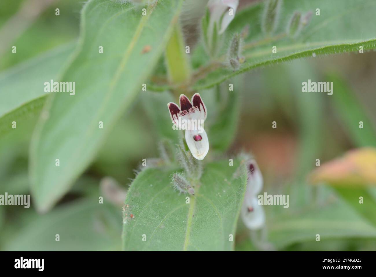 Green Chiretta (Andrographis paniculata Stock Photo - Alamy