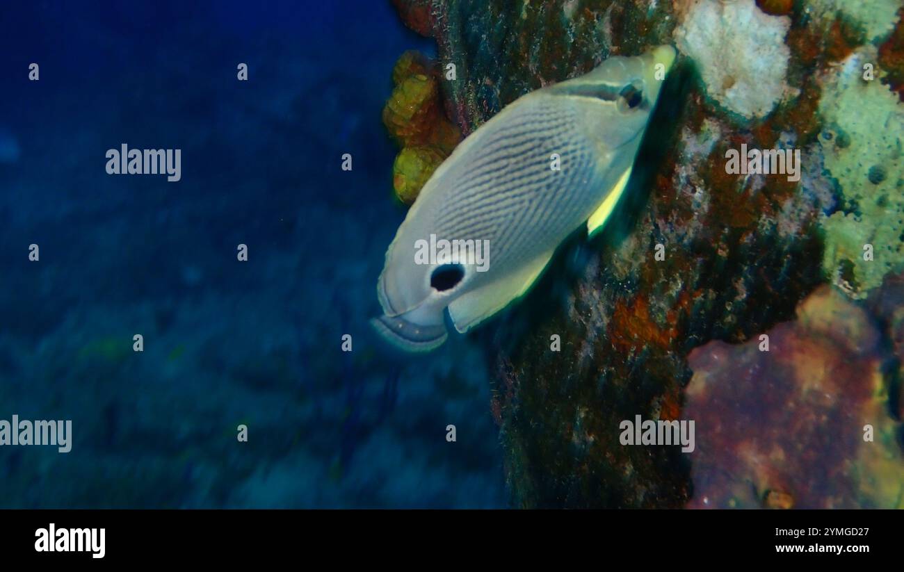 Four-eyed Butterflyfish (Chaetodon capistratus Stock Photo - Alamy