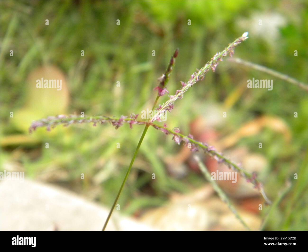 Bermuda grass (Cynodon dactylon Stock Photo - Alamy
