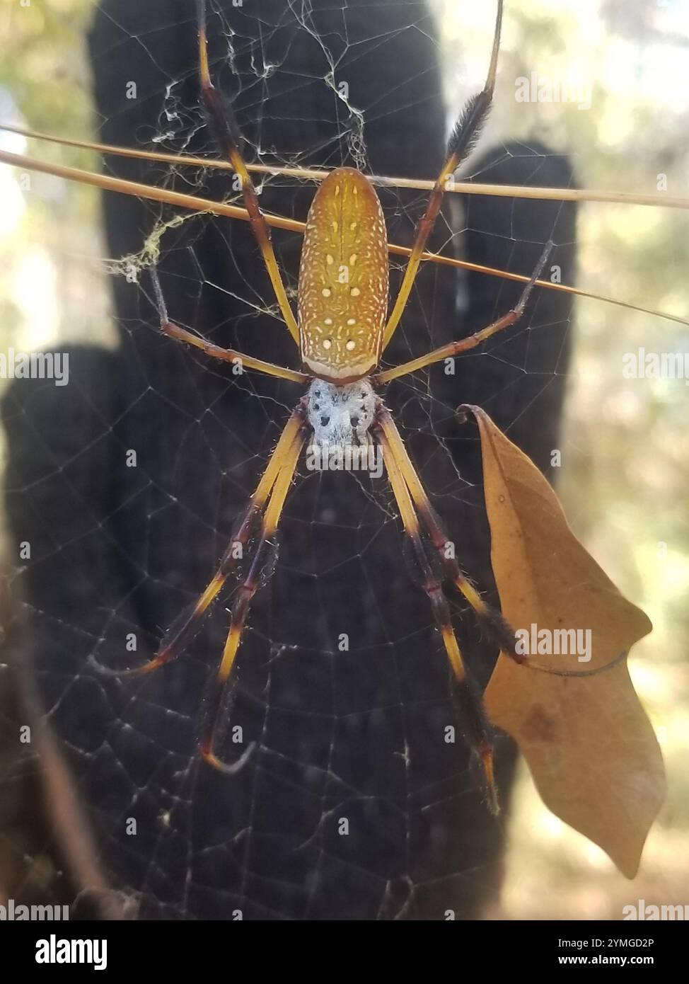 Golden Silk Spider (Trichonephila clavipes Stock Photo - Alamy