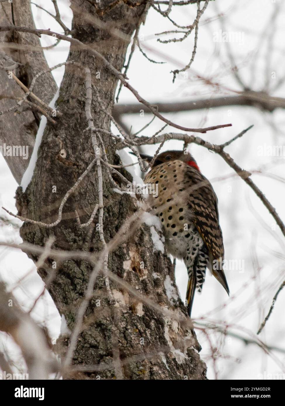 Northern Flicker (Colaptes auratus Stock Photo - Alamy