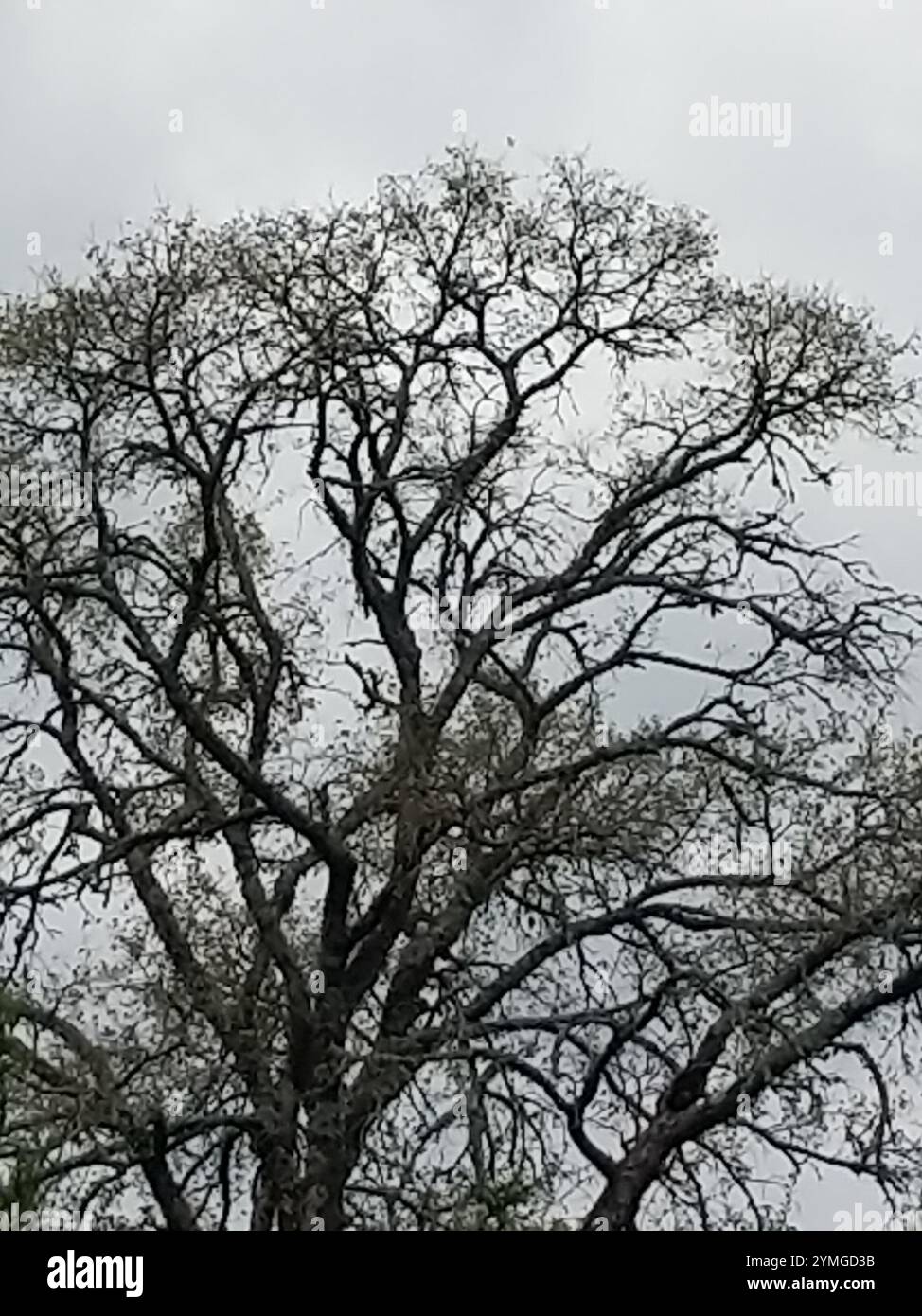 Cedar Elm (Ulmus crassifolia Stock Photo - Alamy