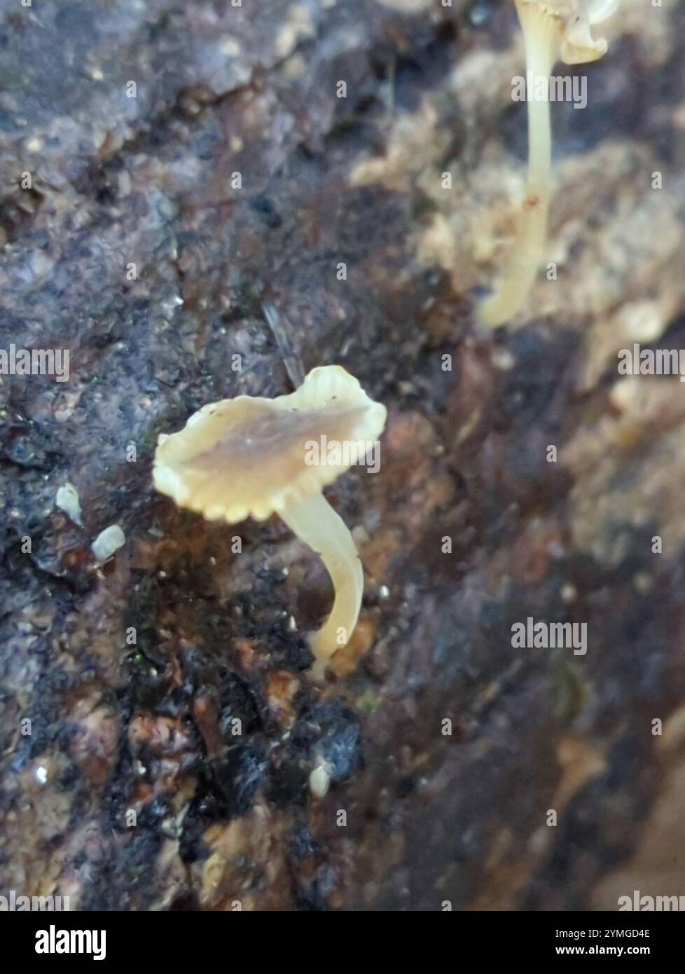 Phloeomana hi-res stock photography and images - Alamy