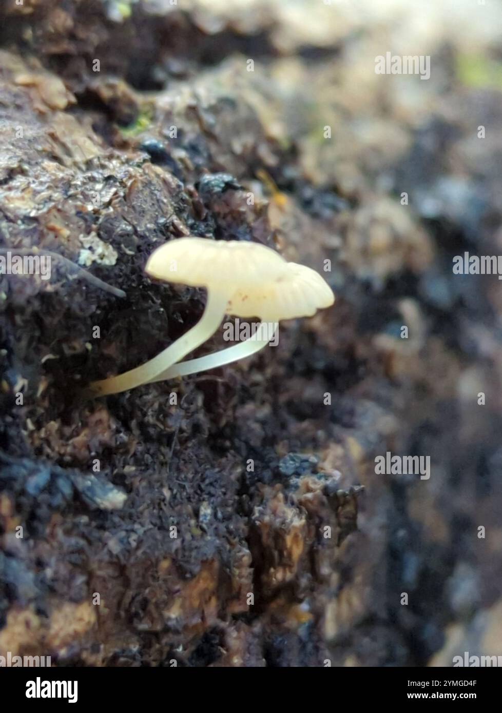 Phloeomana hi-res stock photography and images - Alamy