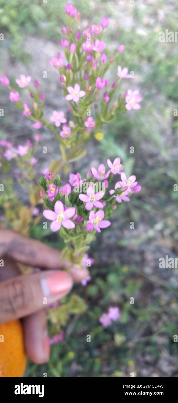 Lesser Centaury (Centaurium pulchellum Stock Photo - Alamy
