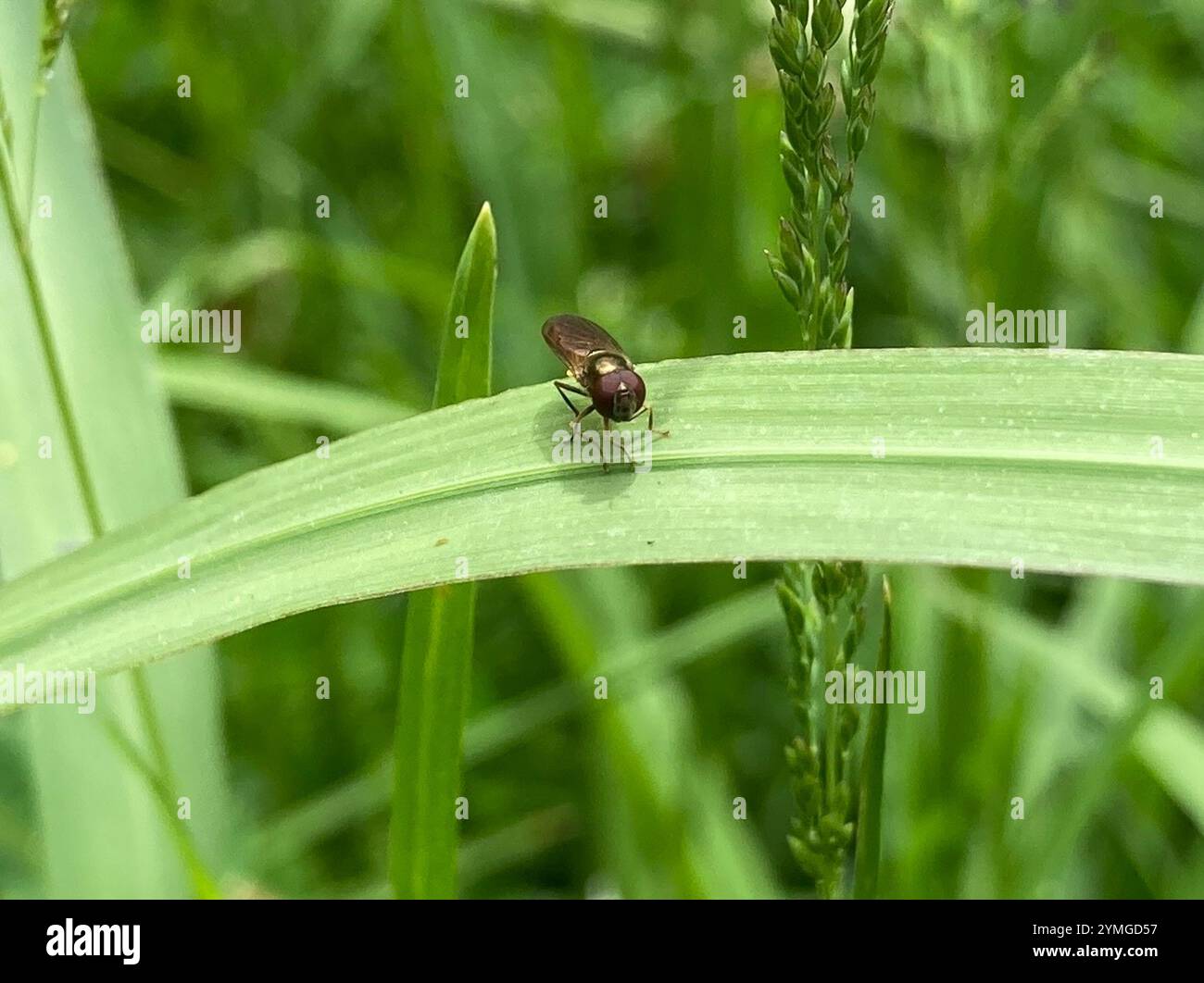 Small Hover Fly (Melanostoma fasciatum Stock Photo - Alamy