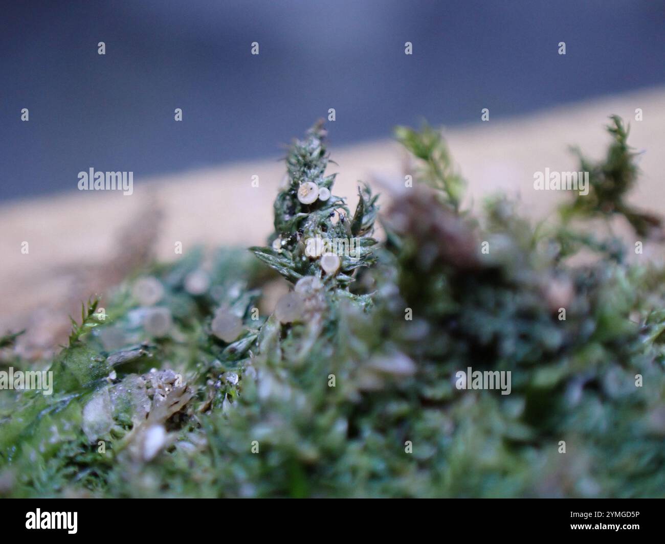 Pink Dimple Lichen (Coenogonium pineti Stock Photo - Alamy