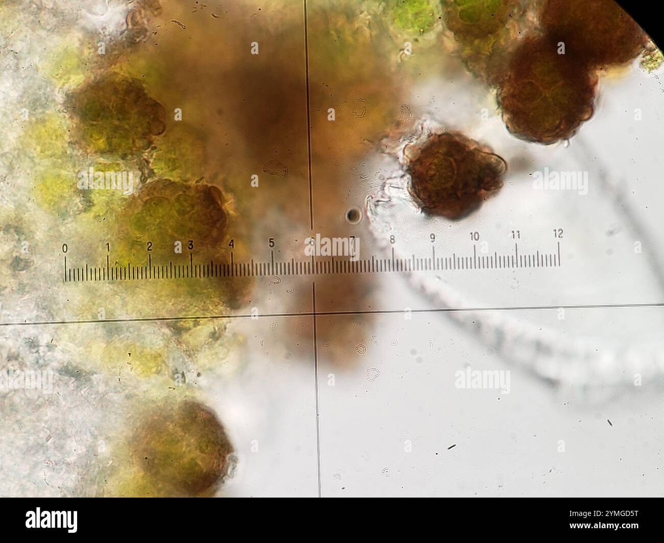 common lichens (Lecanoromycetes Stock Photo - Alamy