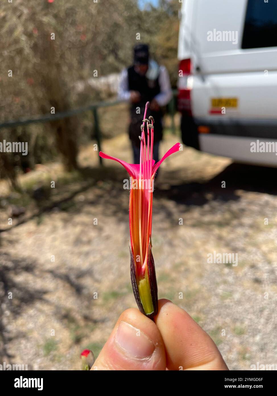 Cantua flower hi-res stock photography and images - Alamy