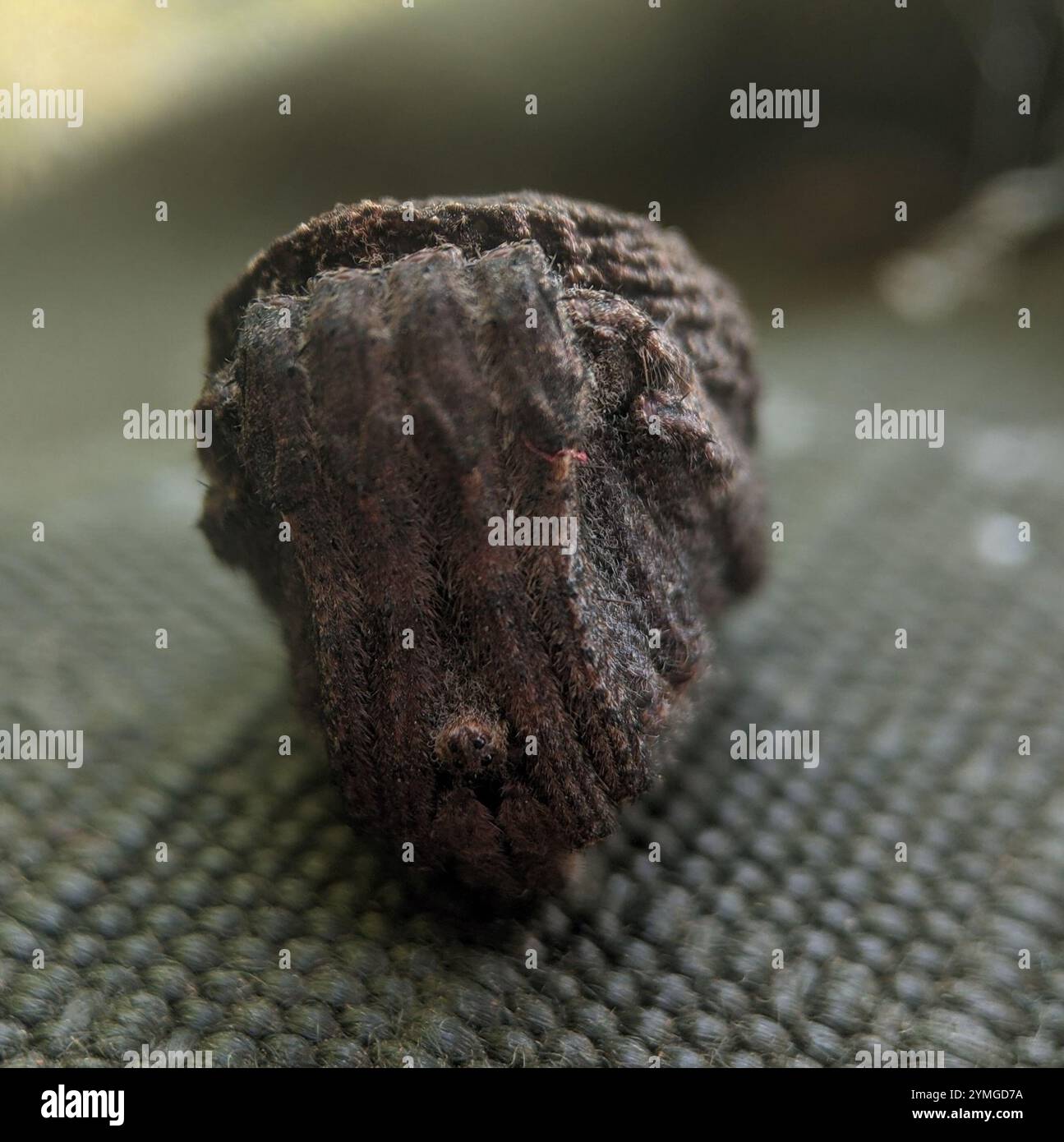 Poltys hi-res stock photography and images - Alamy