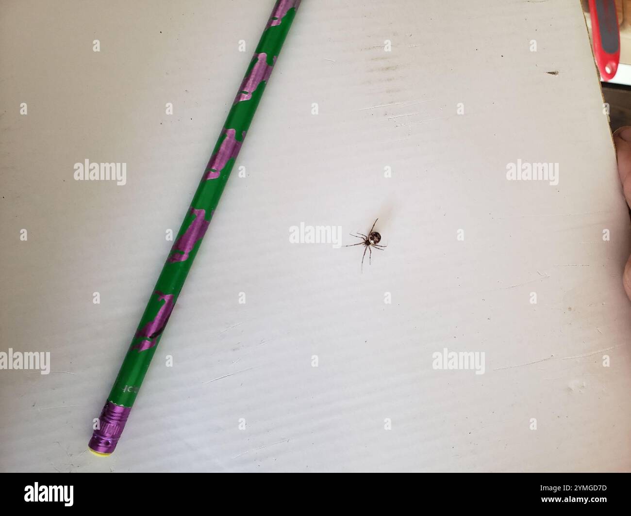 Triangulate Combfoot (Steatoda triangulosa Stock Photo - Alamy