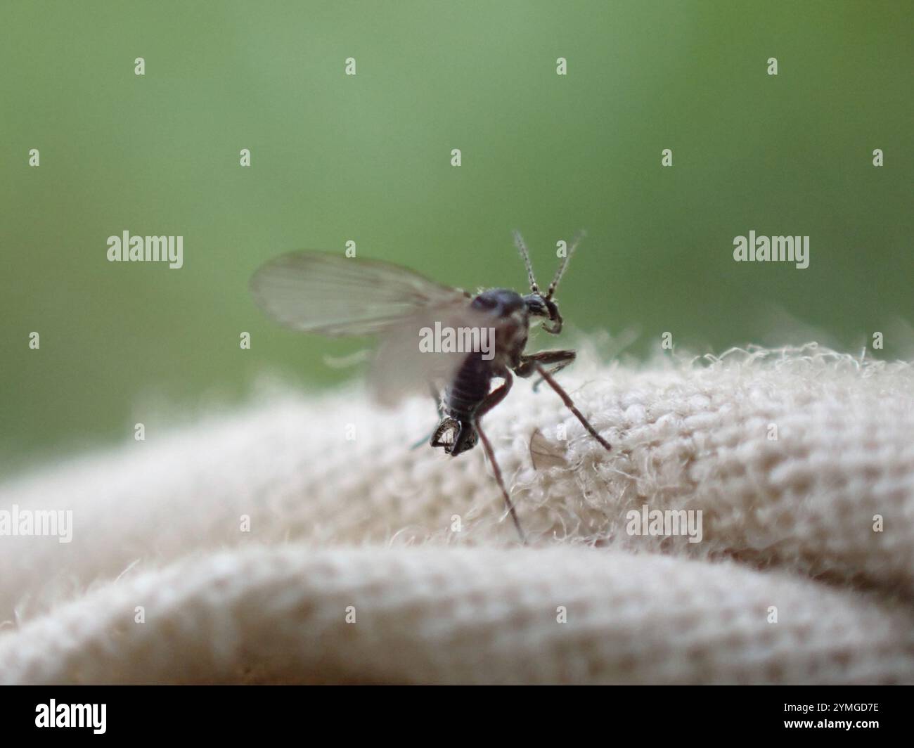 Moth Flies and Sand Flies (Psychodidae Stock Photo - Alamy