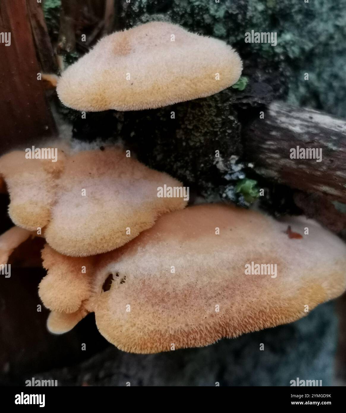 Stinking Orange Oyster (Phyllotopsis nidulans Stock Photo - Alamy