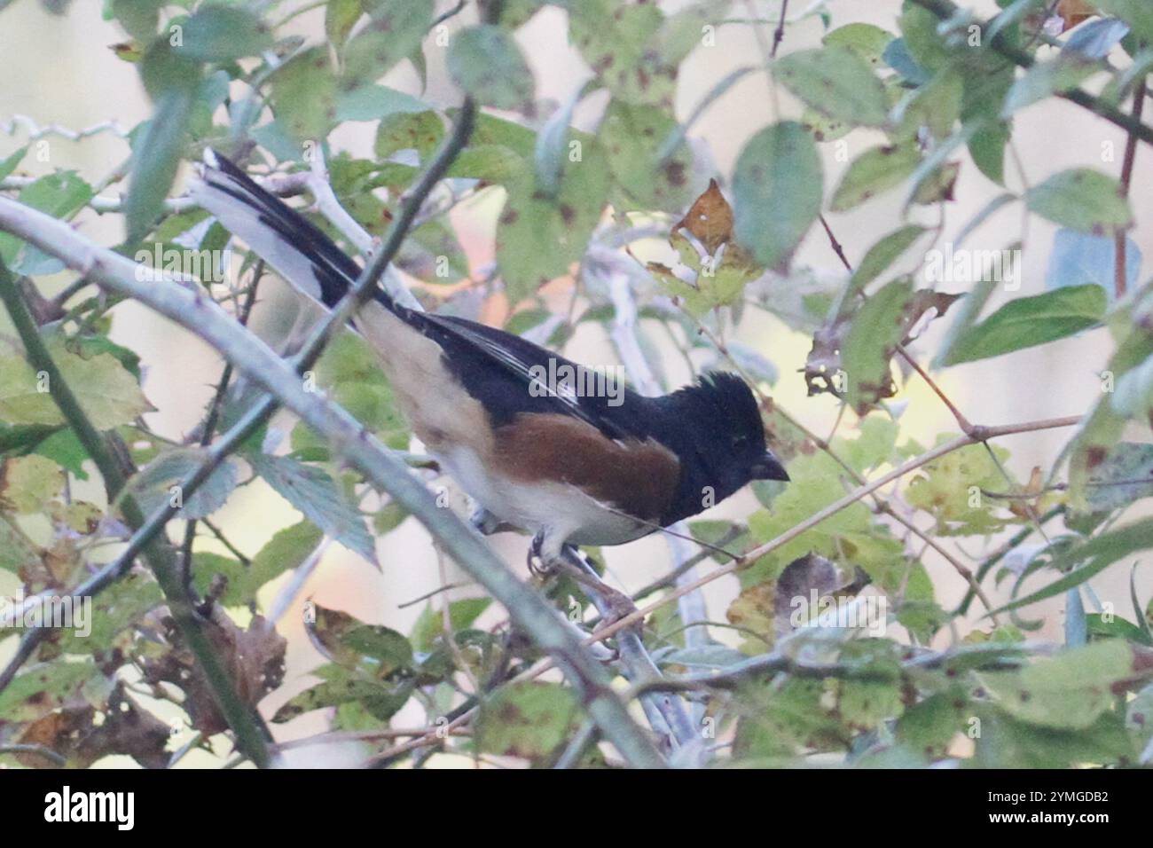 Eastern Towhee (Pipilo erythrophthalmus Stock Photo - Alamy