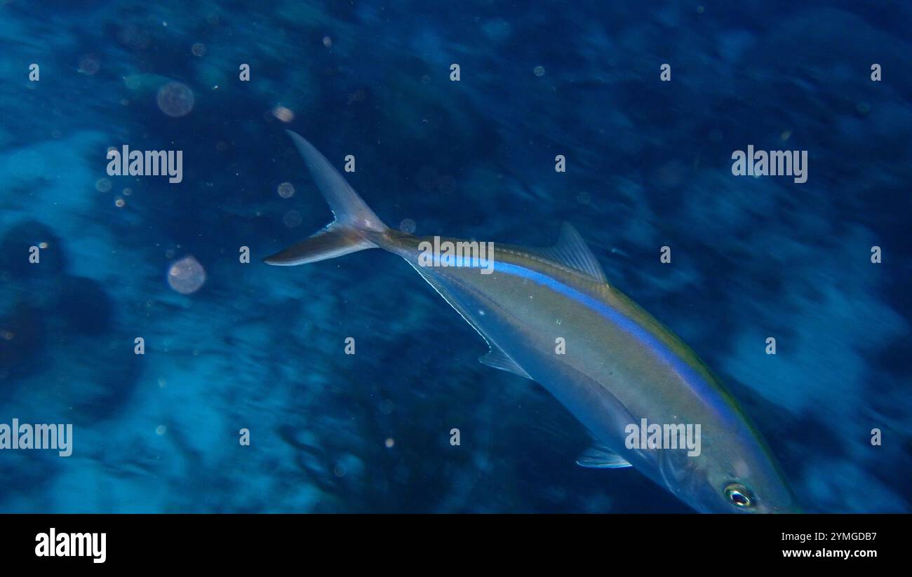 Bar Jack (Caranx ruber Stock Photo - Alamy