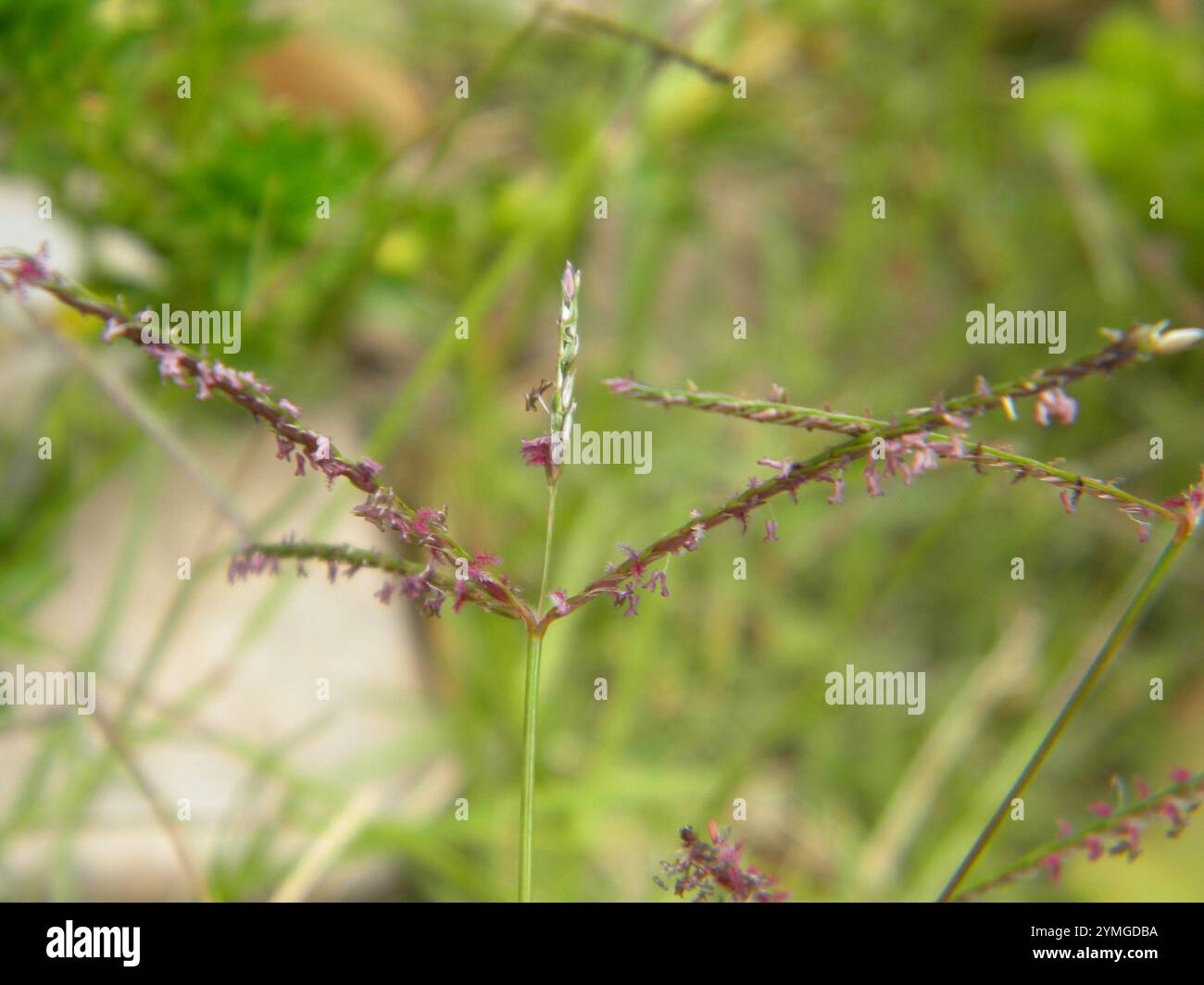 Bermuda grass (Cynodon dactylon Stock Photo - Alamy