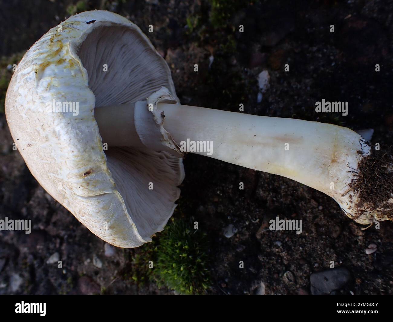 Yellow Stainer (Agaricus xanthodermus Stock Photo - Alamy
