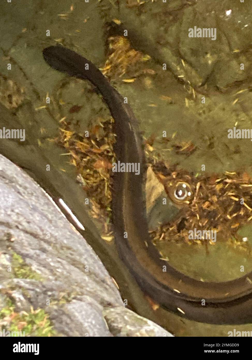 New Zealand Longfin Eel (Anguilla dieffenbachii Stock Photo - Alamy