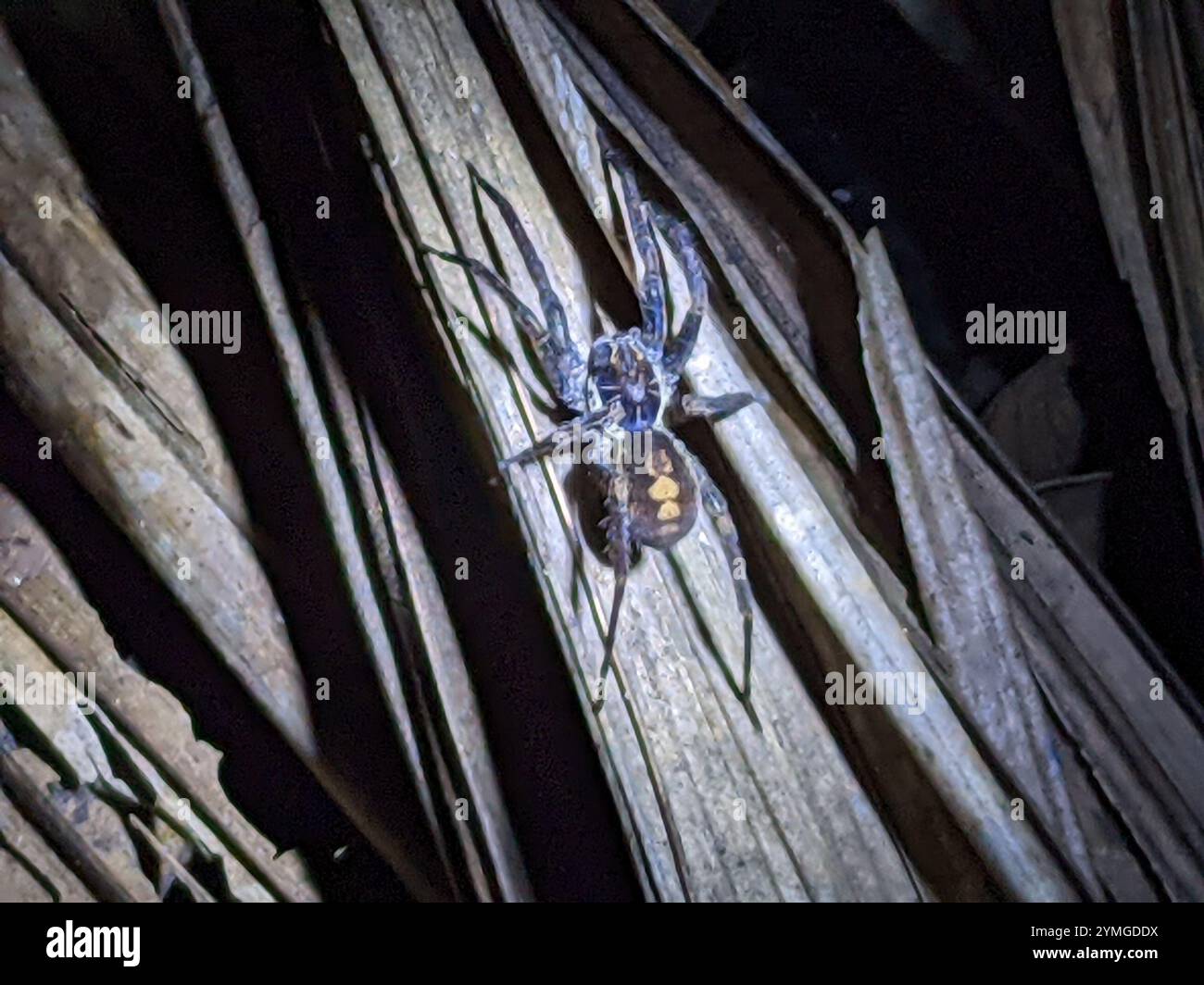 Wandering Spiders (Ctenidae Stock Photo - Alamy