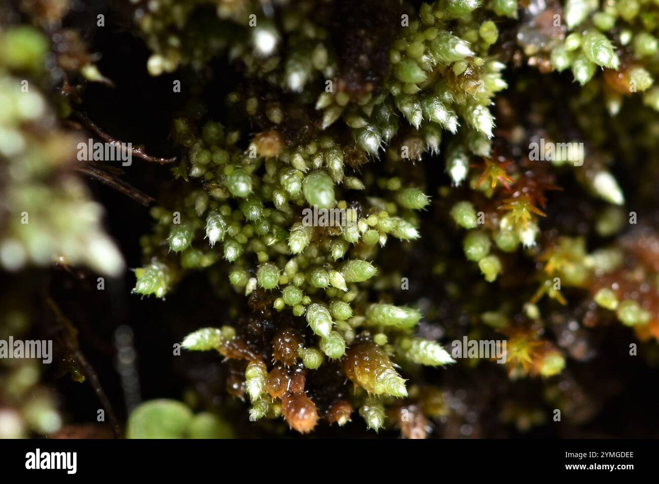 Silvery bryum hi-res stock photography and images - Alamy