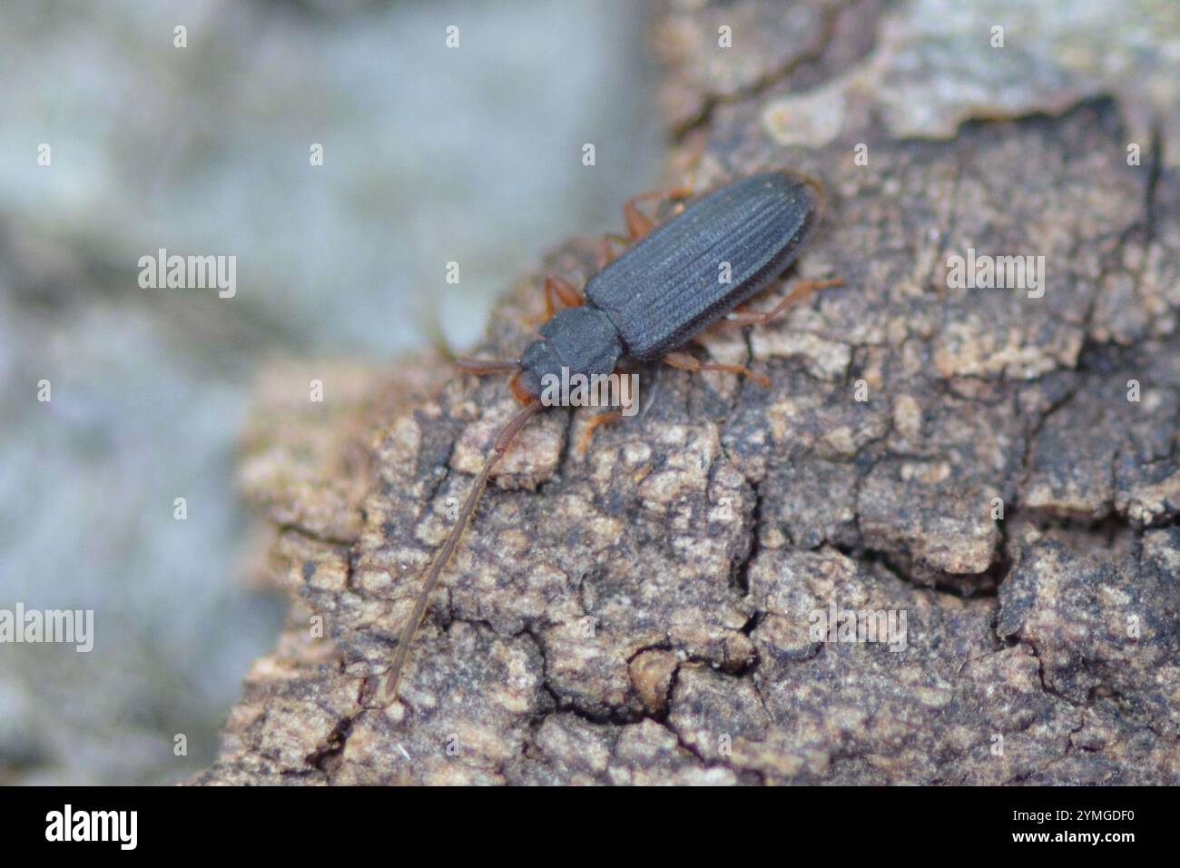 Uleiota planata hi-res stock photography and images - Alamy
