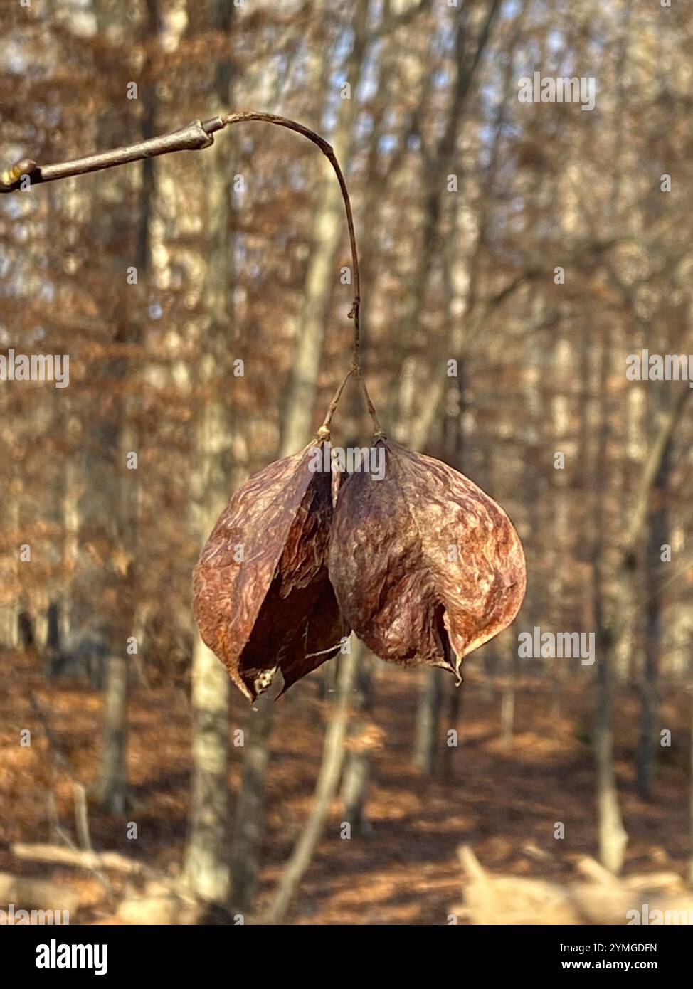 American bladdernut hi-res stock photography and images - Alamy