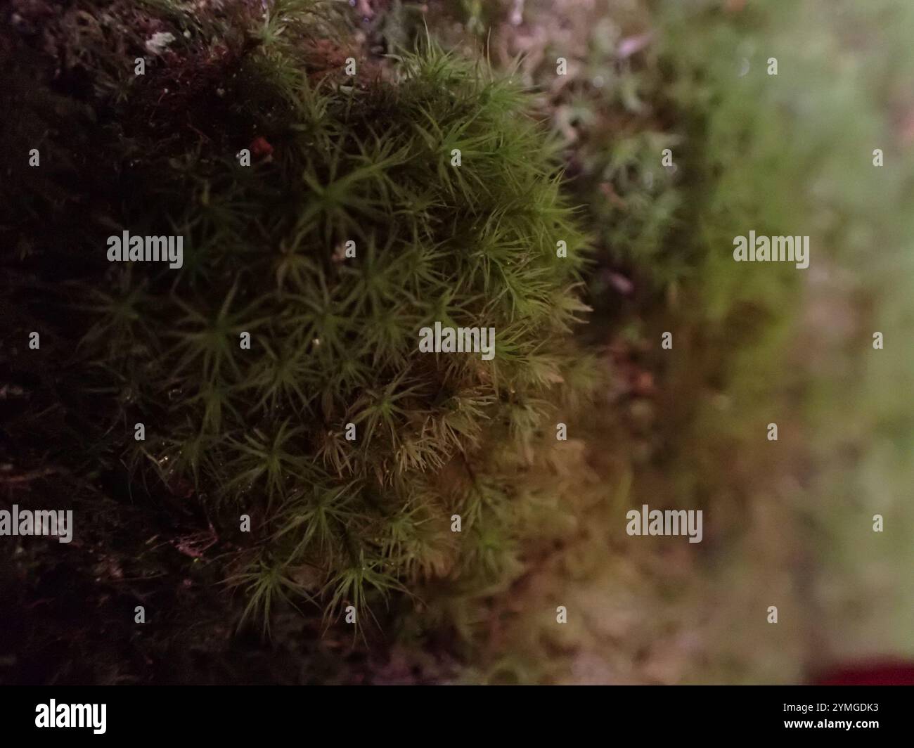 Common Apple-moss (Bartramia pomiformis Stock Photo - Alamy