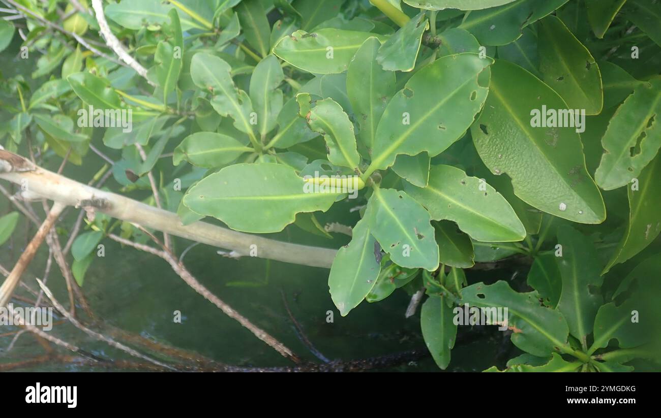 red mangrove (Rhizophora mangle Stock Photo - Alamy