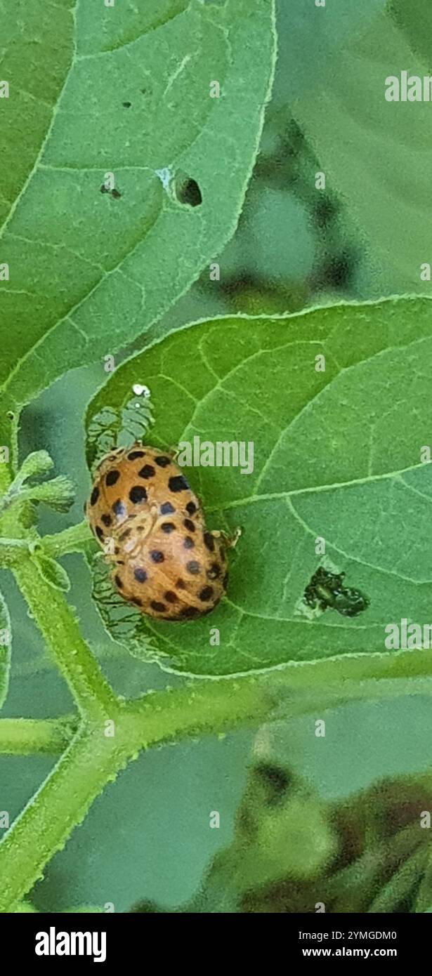 Henosepilachna vigintioctopunctata hi-res stock photography and images ...