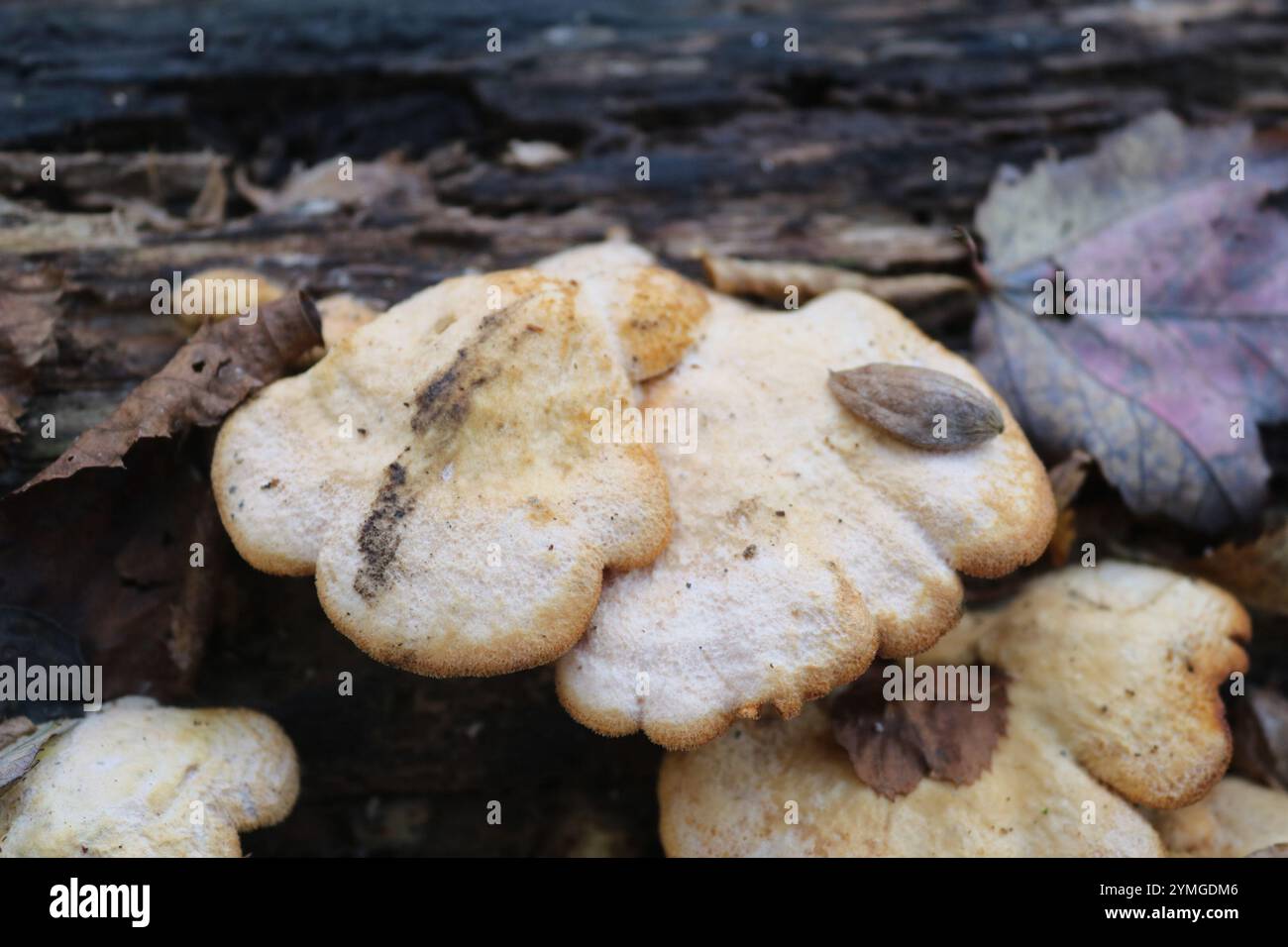 Stinking Orange Oyster (Phyllotopsis nidulans Stock Photo - Alamy