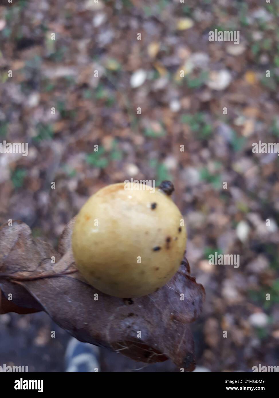 Cherry gall wasp hi-res stock photography and images - Alamy