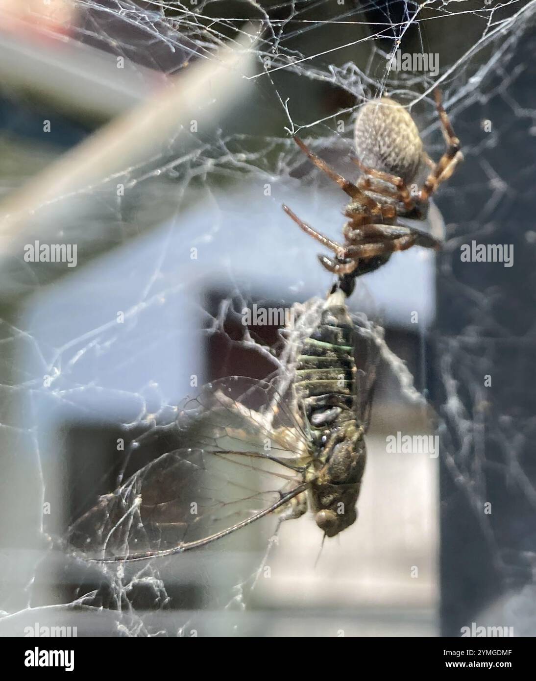 Clay Bank Cicada (Notopsalta sericea Stock Photo - Alamy