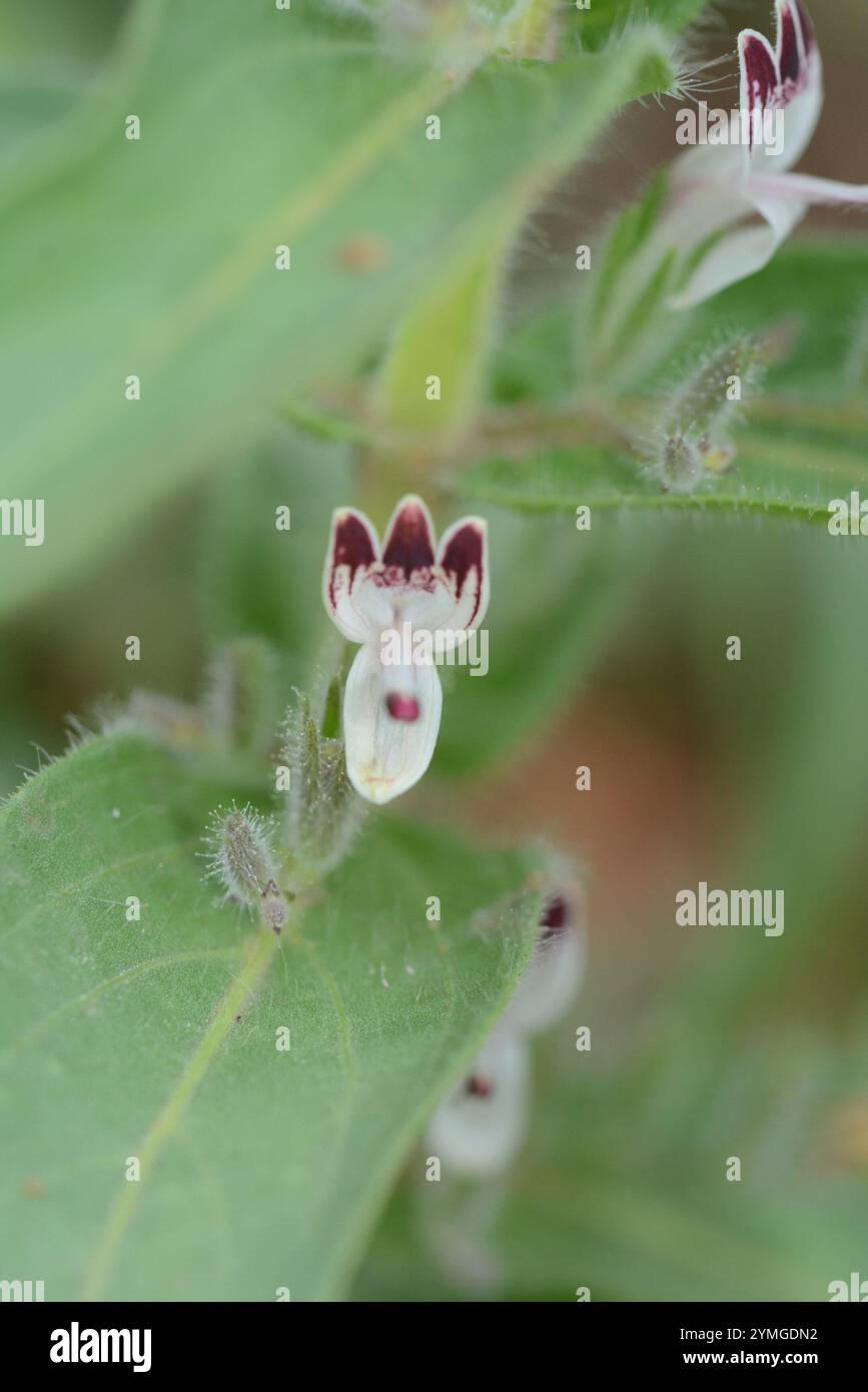 Green Chiretta (Andrographis paniculata Stock Photo - Alamy