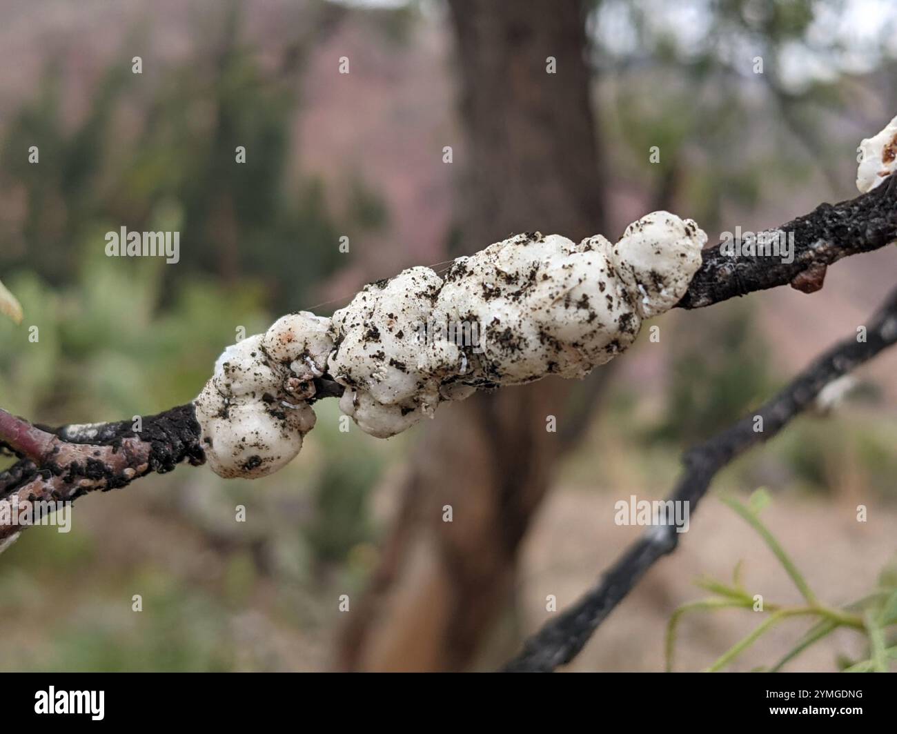 Wax Scales (Ceroplastes Stock Photo - Alamy